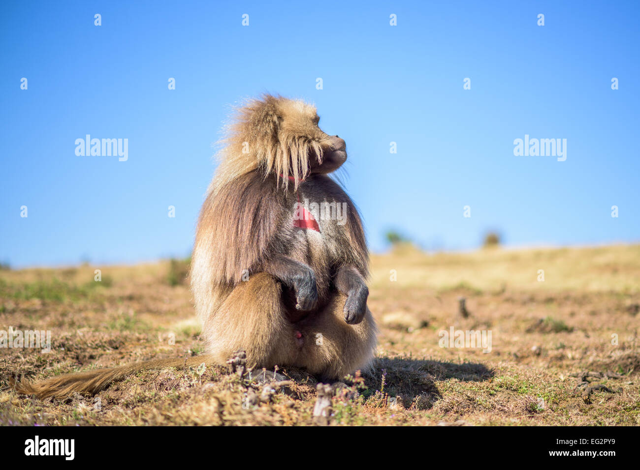 Male gelada hi-res stock photography and images - Alamy
