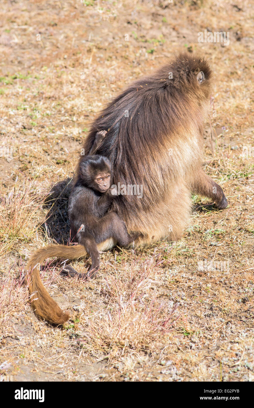 Female gelada baboon carrying its young Stock Photo - Alamy