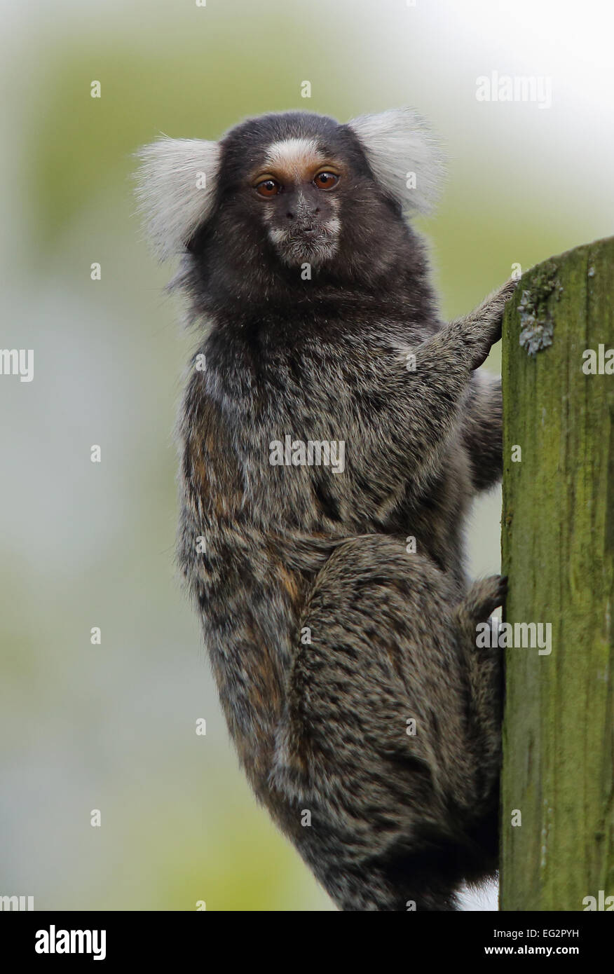 Common Marmoset looking straight into the camera Stock Photo - Alamy