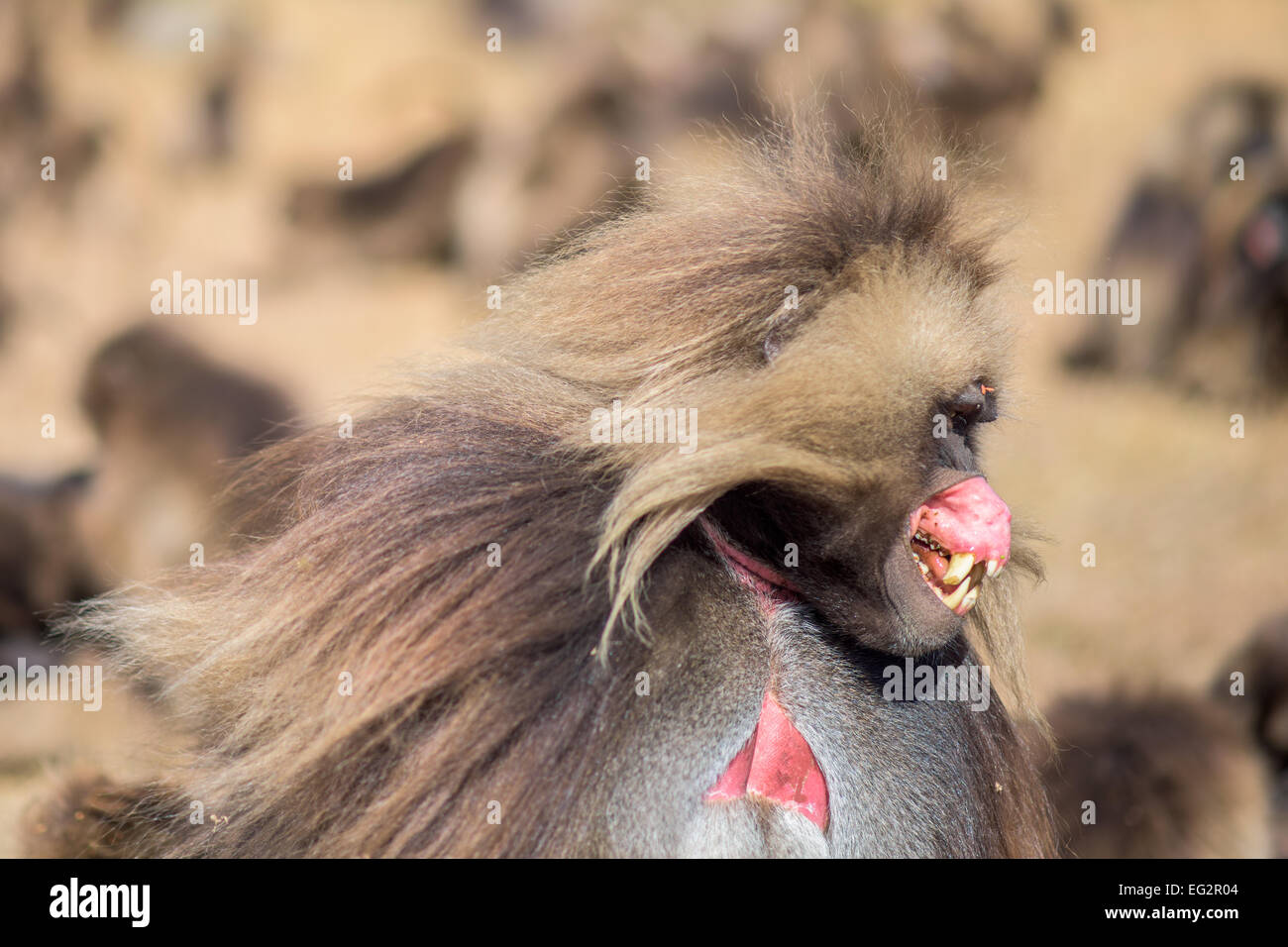 Gelada Baboon Teeth