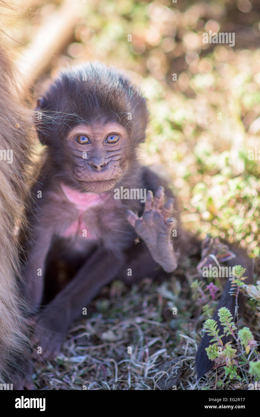 Gelada baboon mother hi-res stock photography and images - Alamy