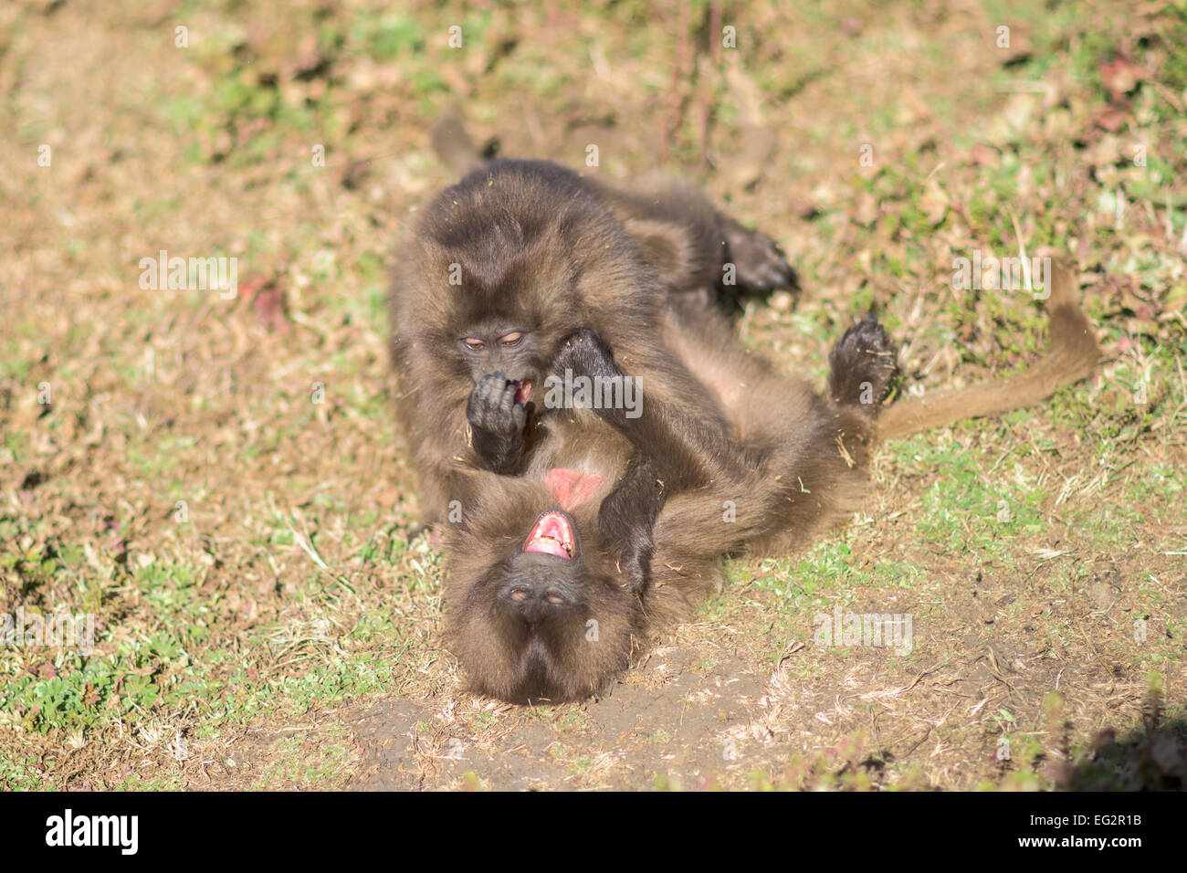 Fighting young gelada baboons Stock Photo - Alamy