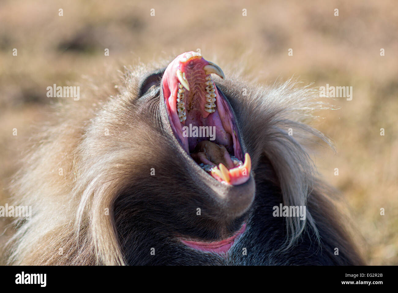 Yawning male gelada baboon displaying its teeth and gums Stock Photo ...