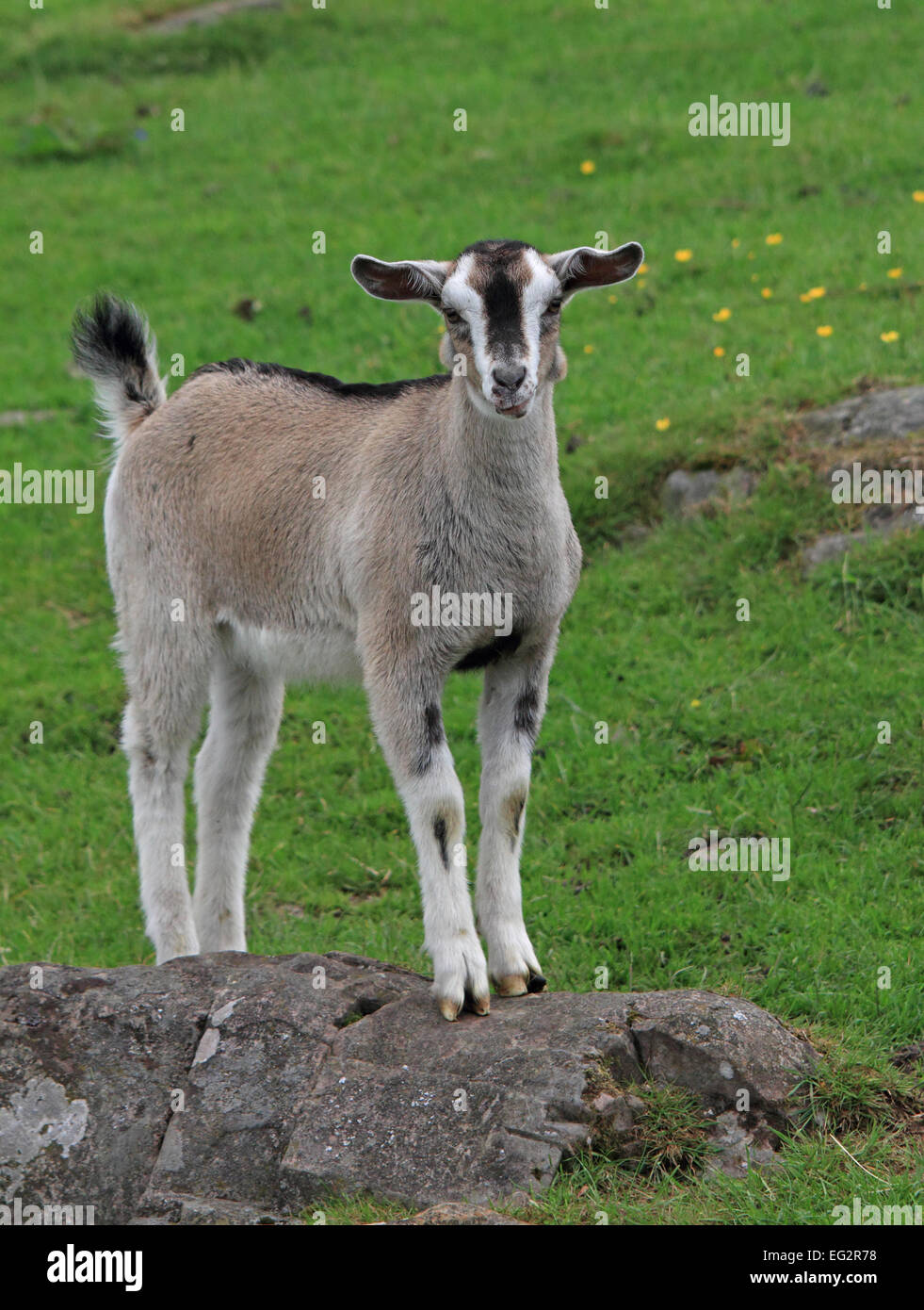Goat farm hi-res stock photography and images - Alamy