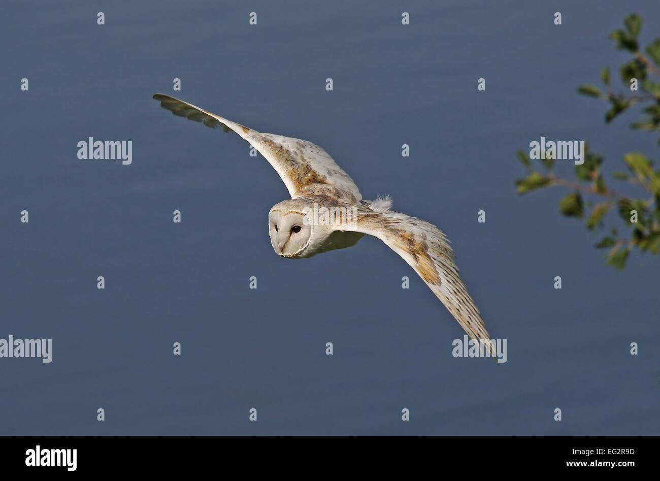 Barn Owl in flight against blue water Stock Photo - Alamy