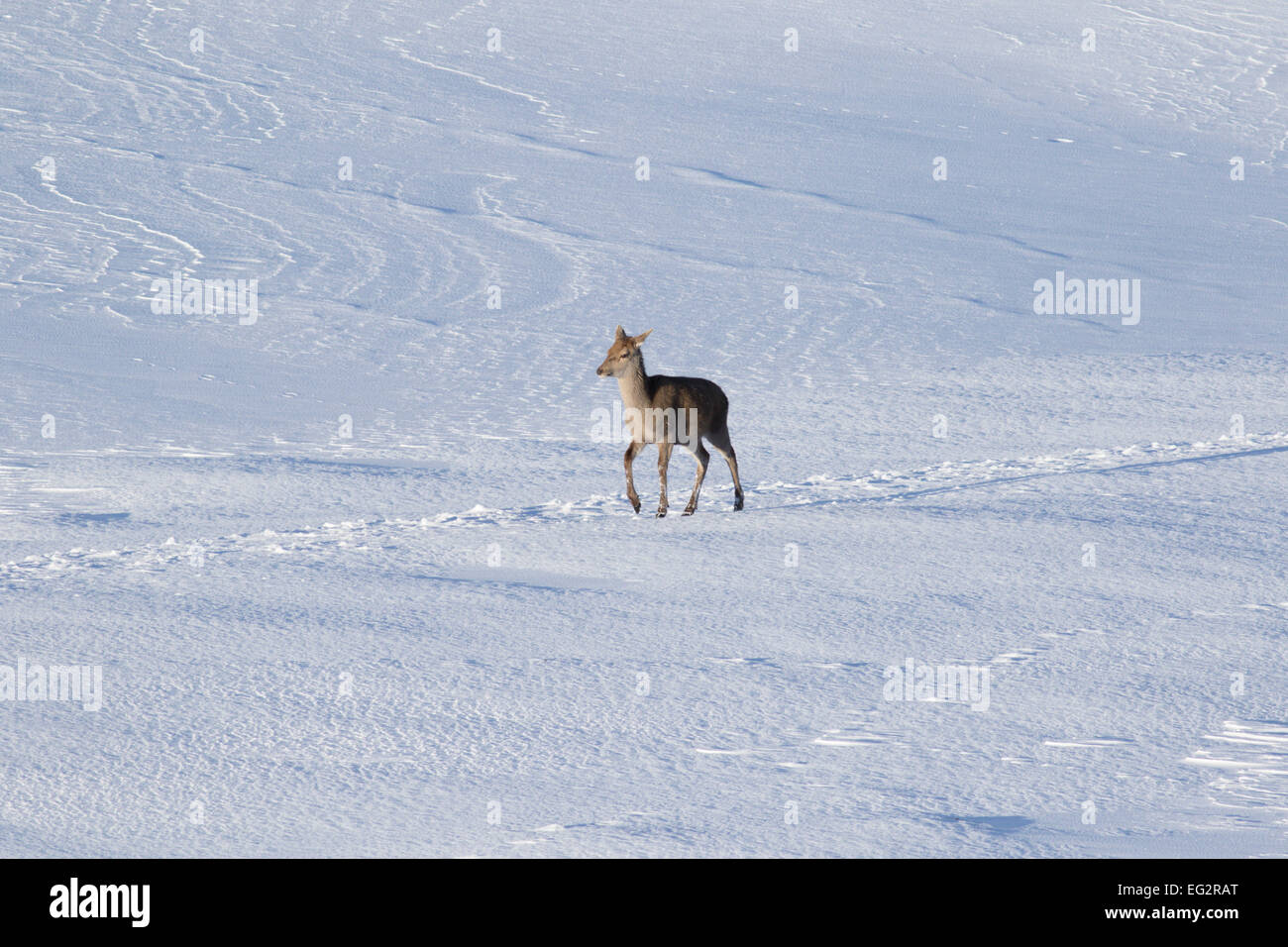 Deer hind scotland scottish wildlife hi-res stock photography and ...