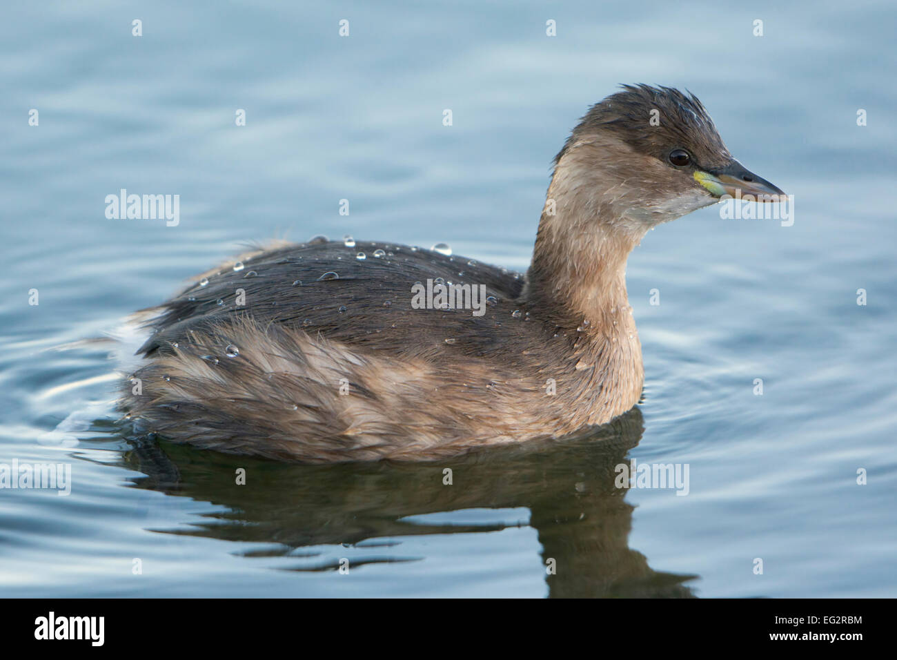 Common grebe hi-res stock photography and images - Alamy