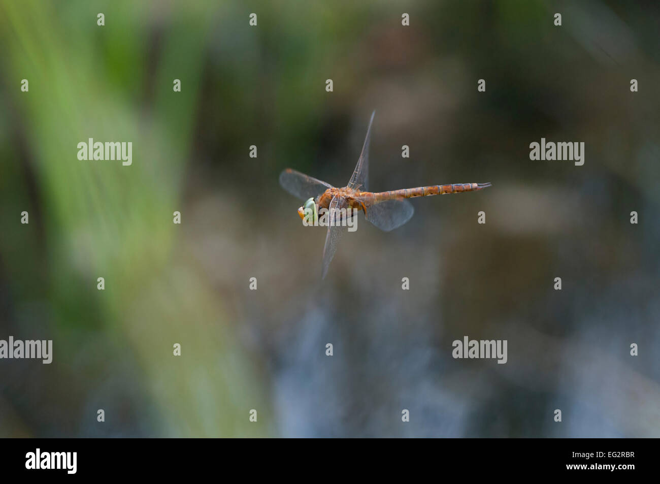 A Norfolk Hawker dragonfly in flight over water, Strumpshaw Fen ...