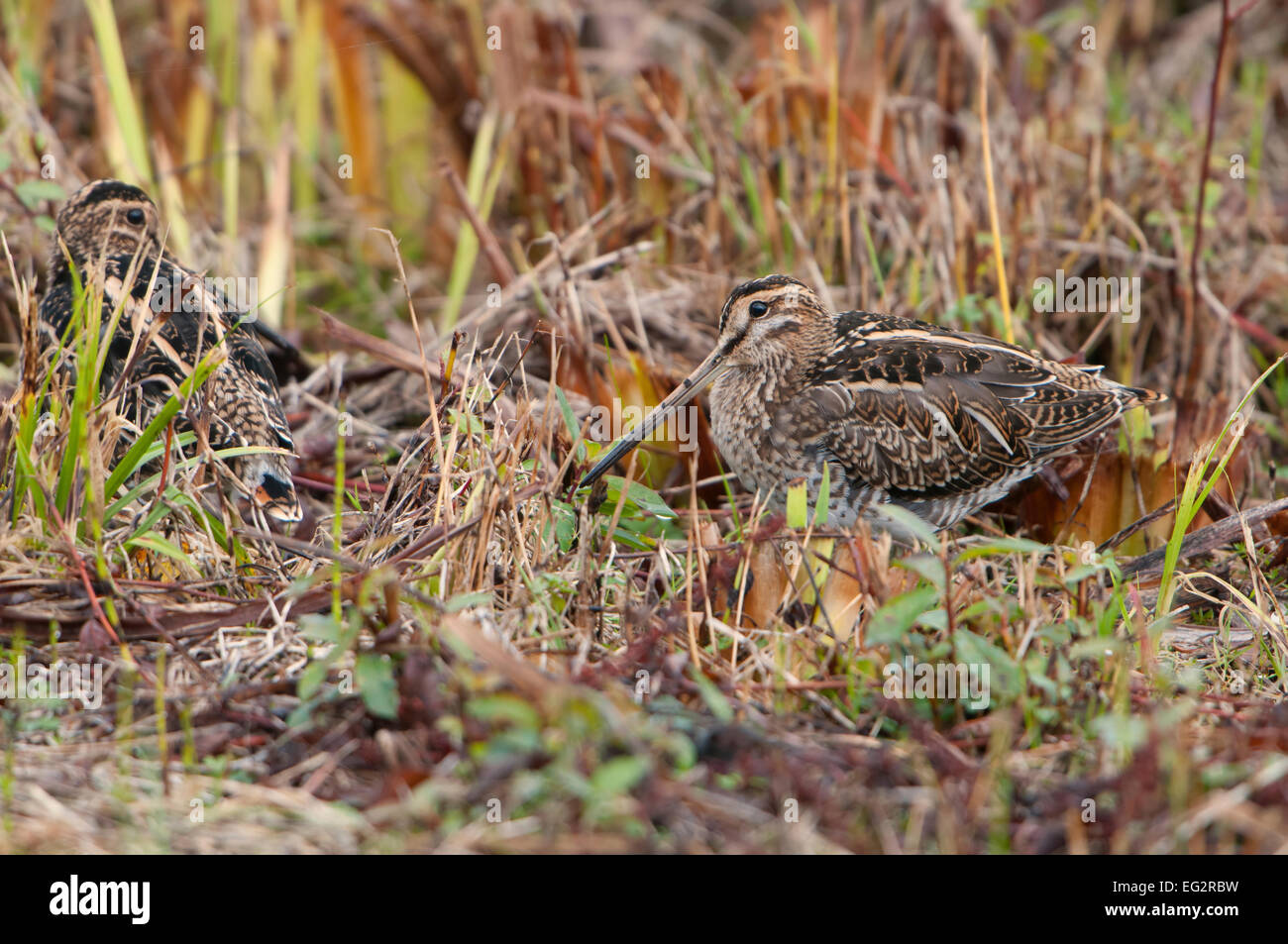 A pair of Common Snipe hide amongst the stubble at the edge of a reed ...