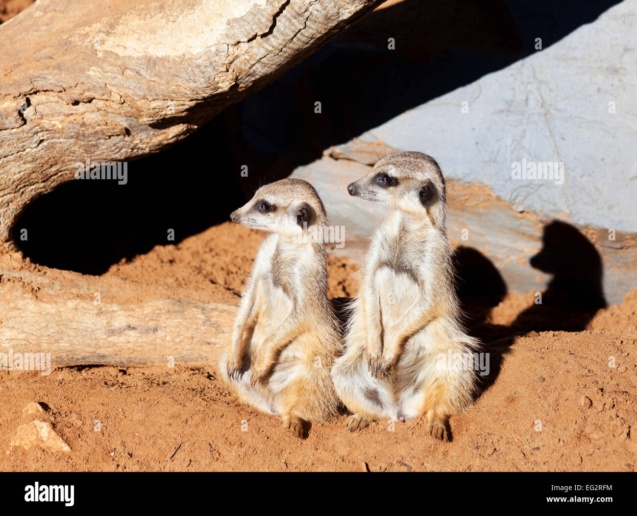 Meerkat alert animal hi-res stock photography and images - Alamy