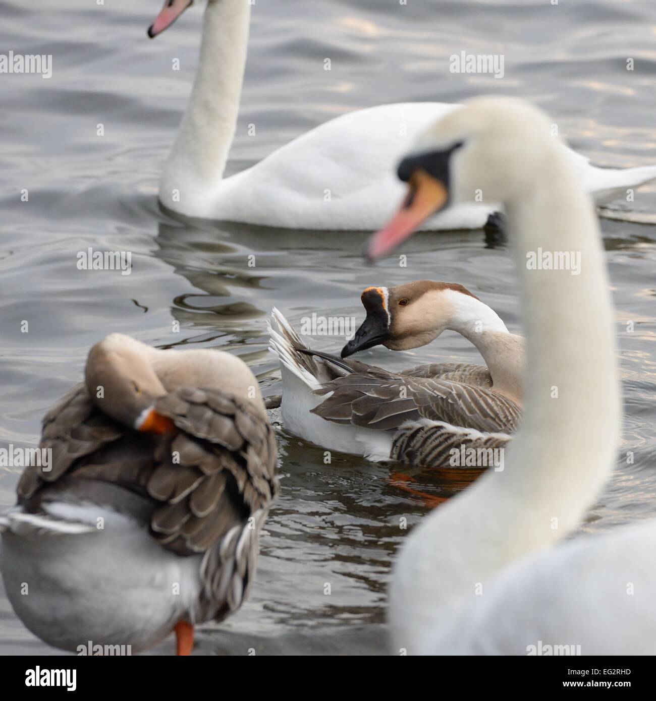 Hogganfield Loch, Glasgow. 14th Feb, 2015. Unusual bird spotted at ...