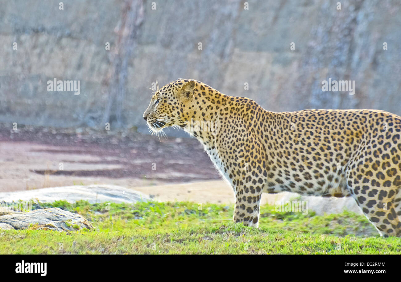 Sri Lankan Leopard - Panthera Pardus Kotiya Stock Photo - Alamy