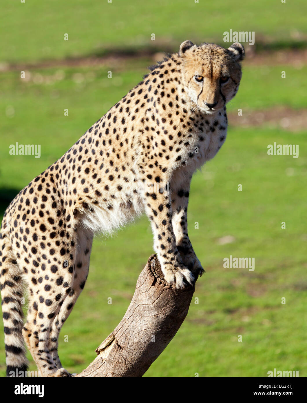 Cheetah searching for prey Stock Photo - Alamy