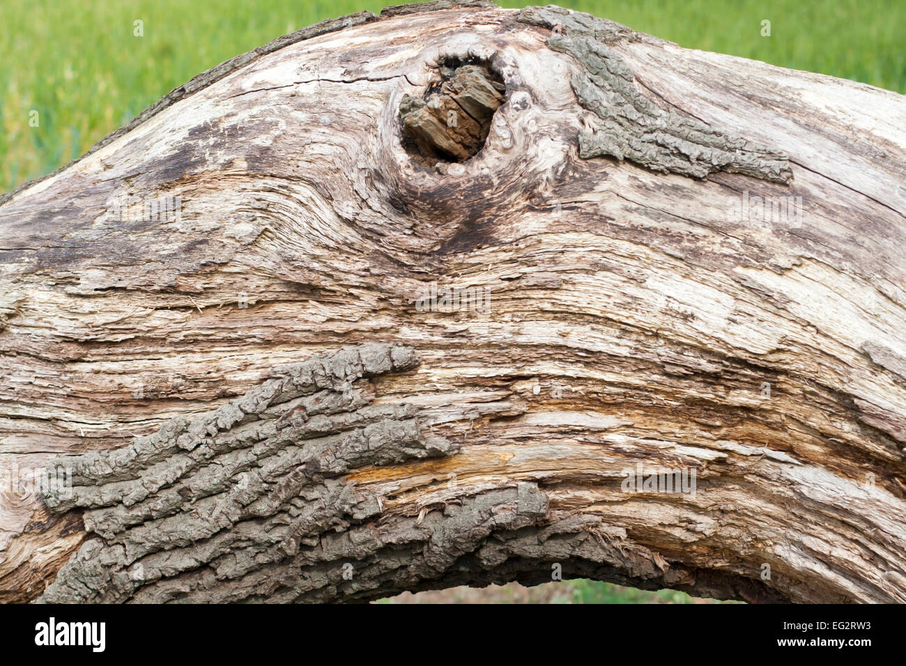 Fallen tree shapes Stock Photo - Alamy