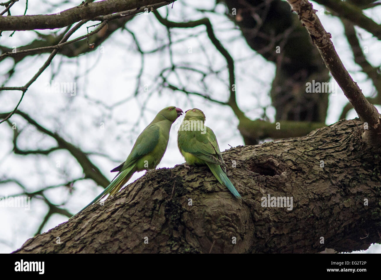 Parakeets at nest hole hi-res stock photography and images - Alamy