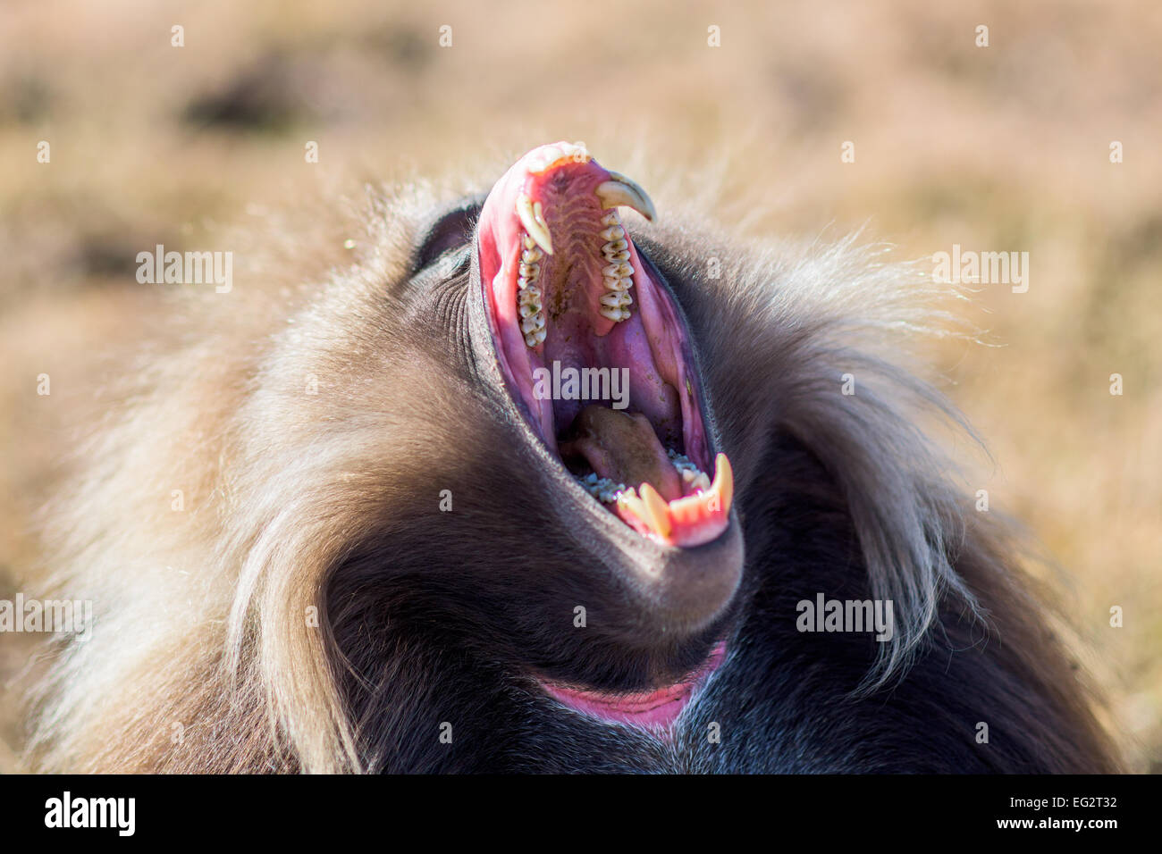 Yawning male gelada baboon displaying its teeth and gums Stock Photo ...