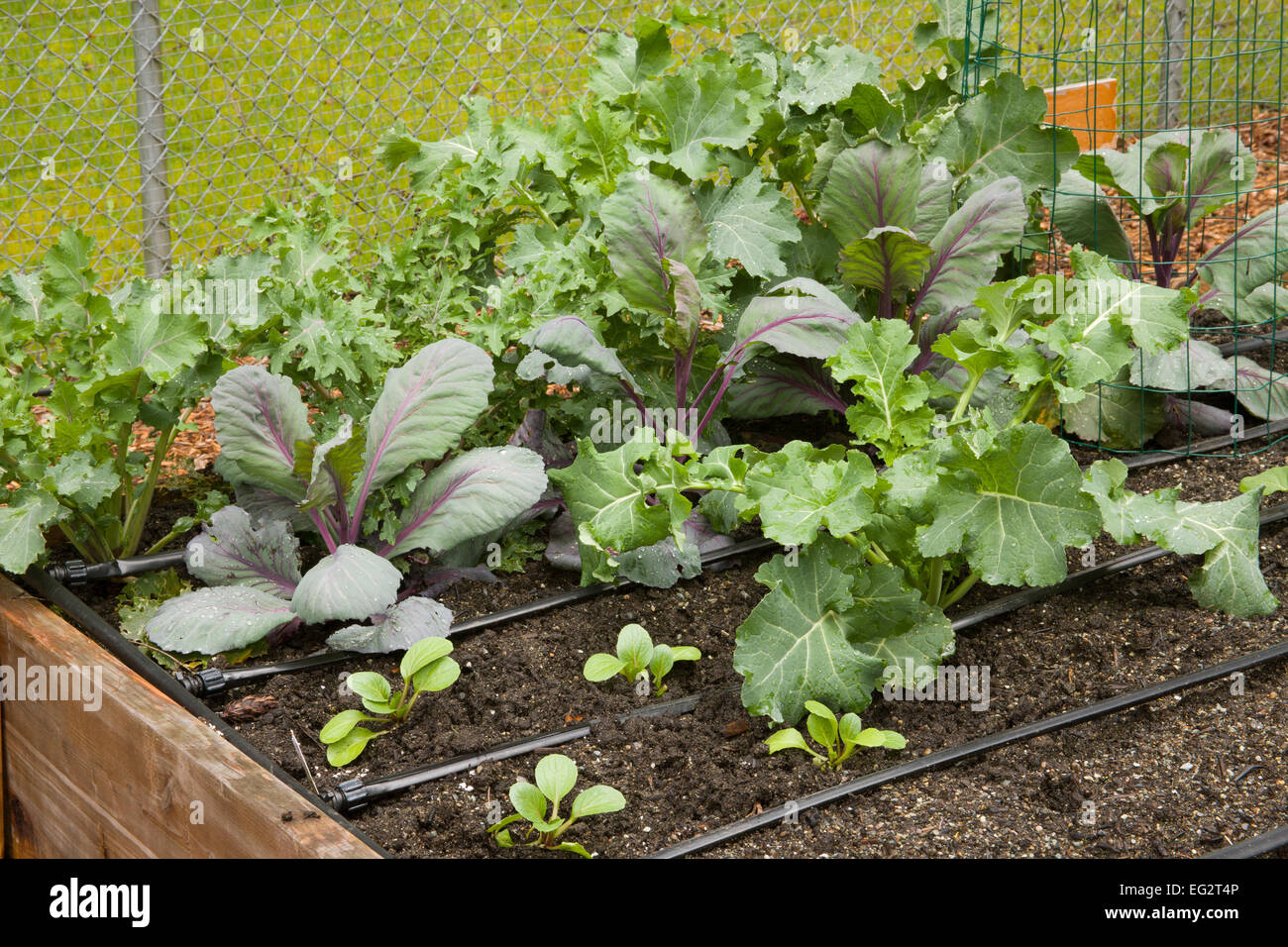 Spring vegetable garden, showing green kale and other veggies which ...