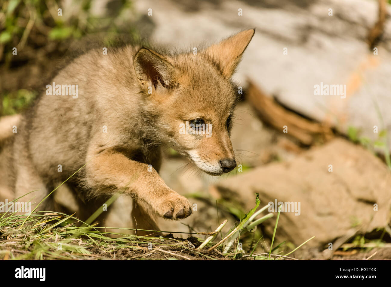 Juvenile wolves hi-res stock photography and images - Alamy