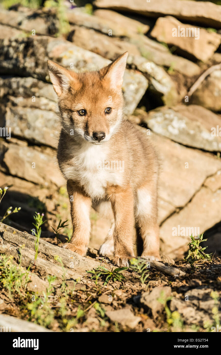 Baby wolves hi-res stock photography and images - Alamy