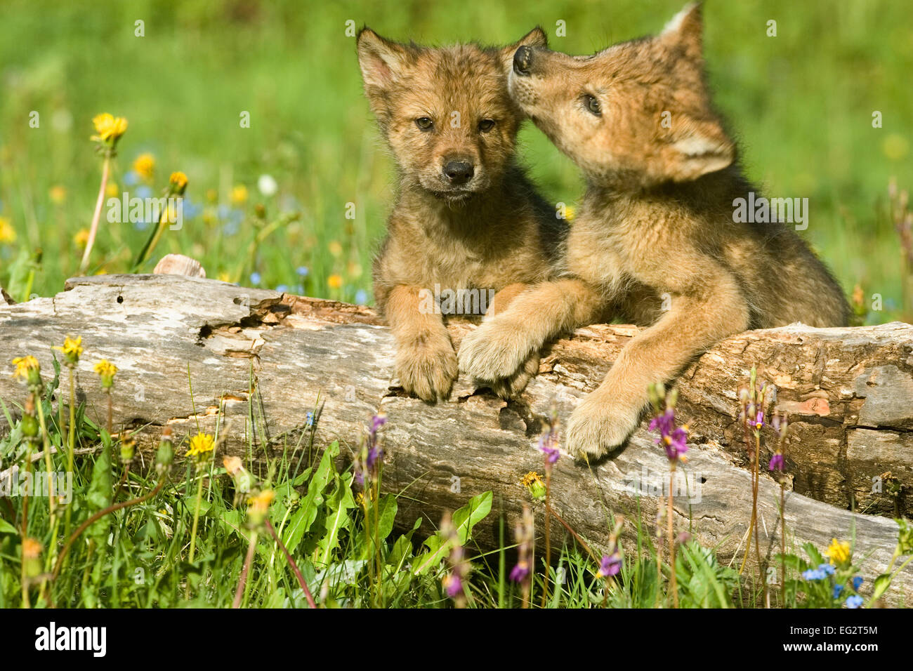 Two Gray Wolf (Canis lupis) pups, one playfully biting the ear of the ...