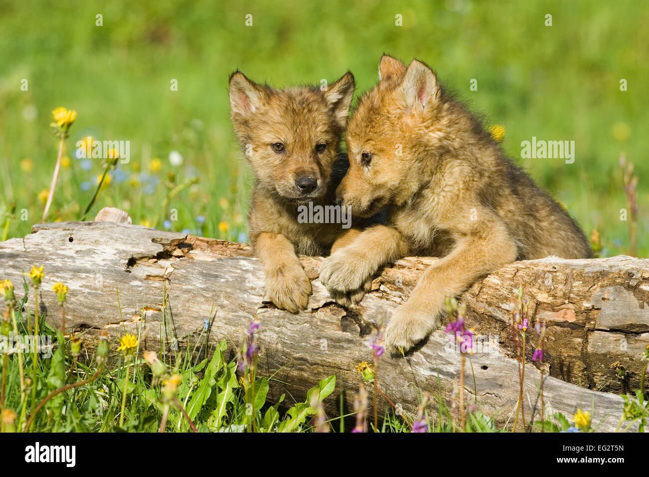 Two Grey Wolf pups sitting beside each other, looking over a log in a ...