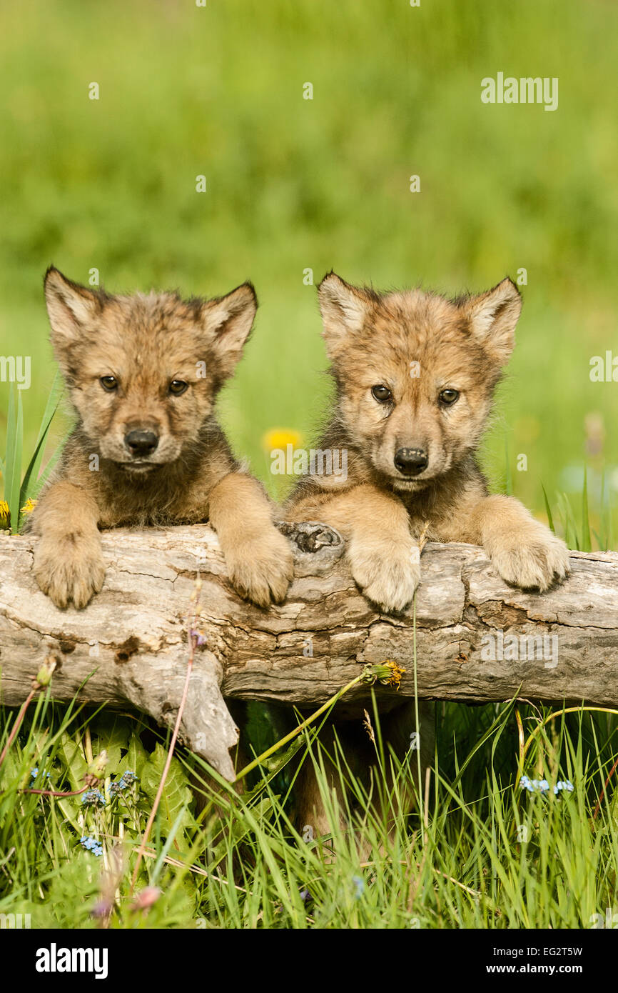 Wolf watching montana hi-res stock photography and images - Alamy