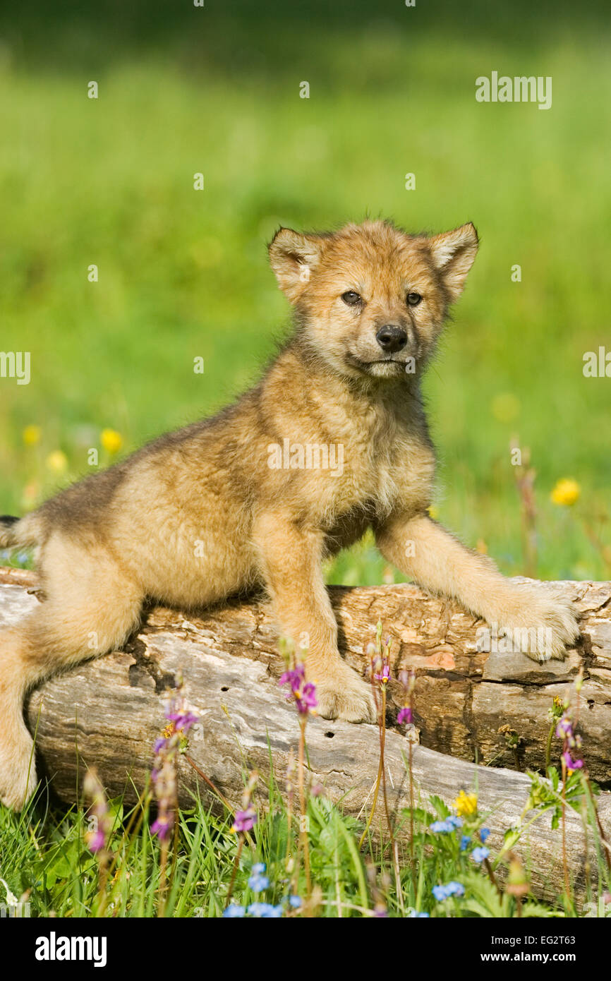 Young wolf pup on log hi-res stock photography and images - Alamy