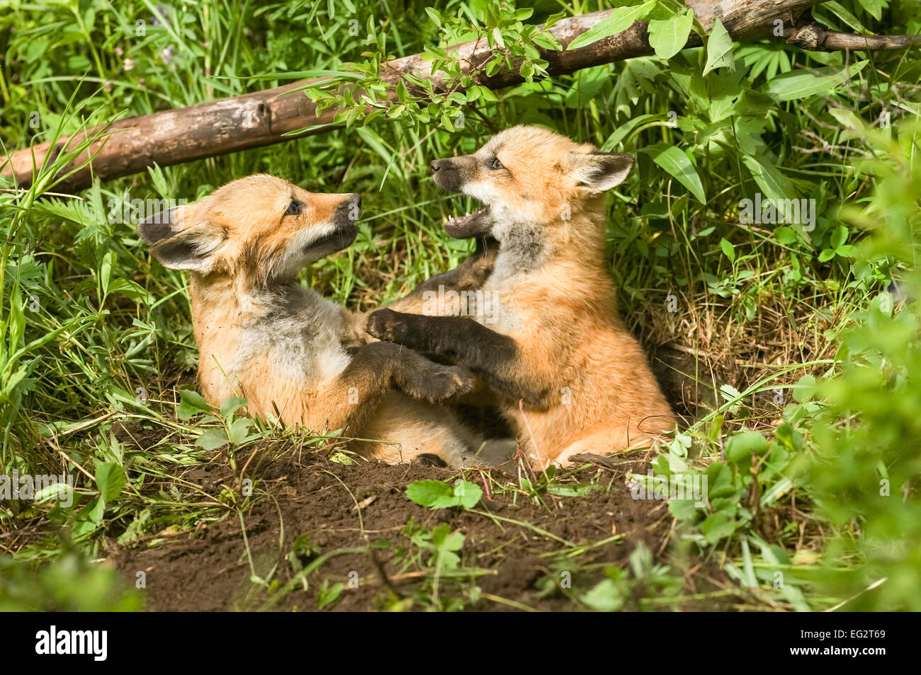 Two Red Fox kits play fighting in their den entrance Stock Photo - Alamy
