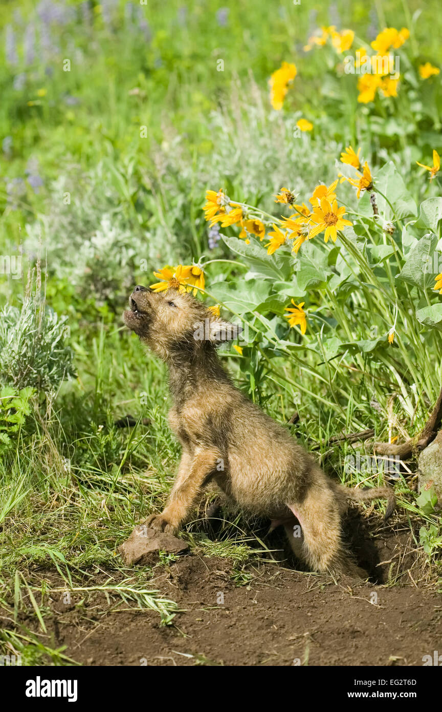 Baby Wolves Howling
