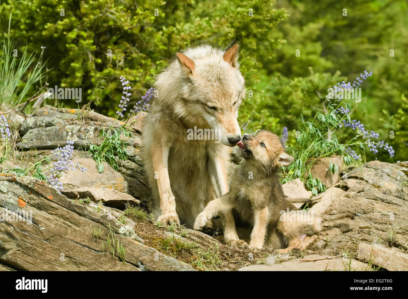 Gray Wolf Canis Lupis Pup Licking Kissing Mother Gray Wolf While Sitting On A Rock Stock
