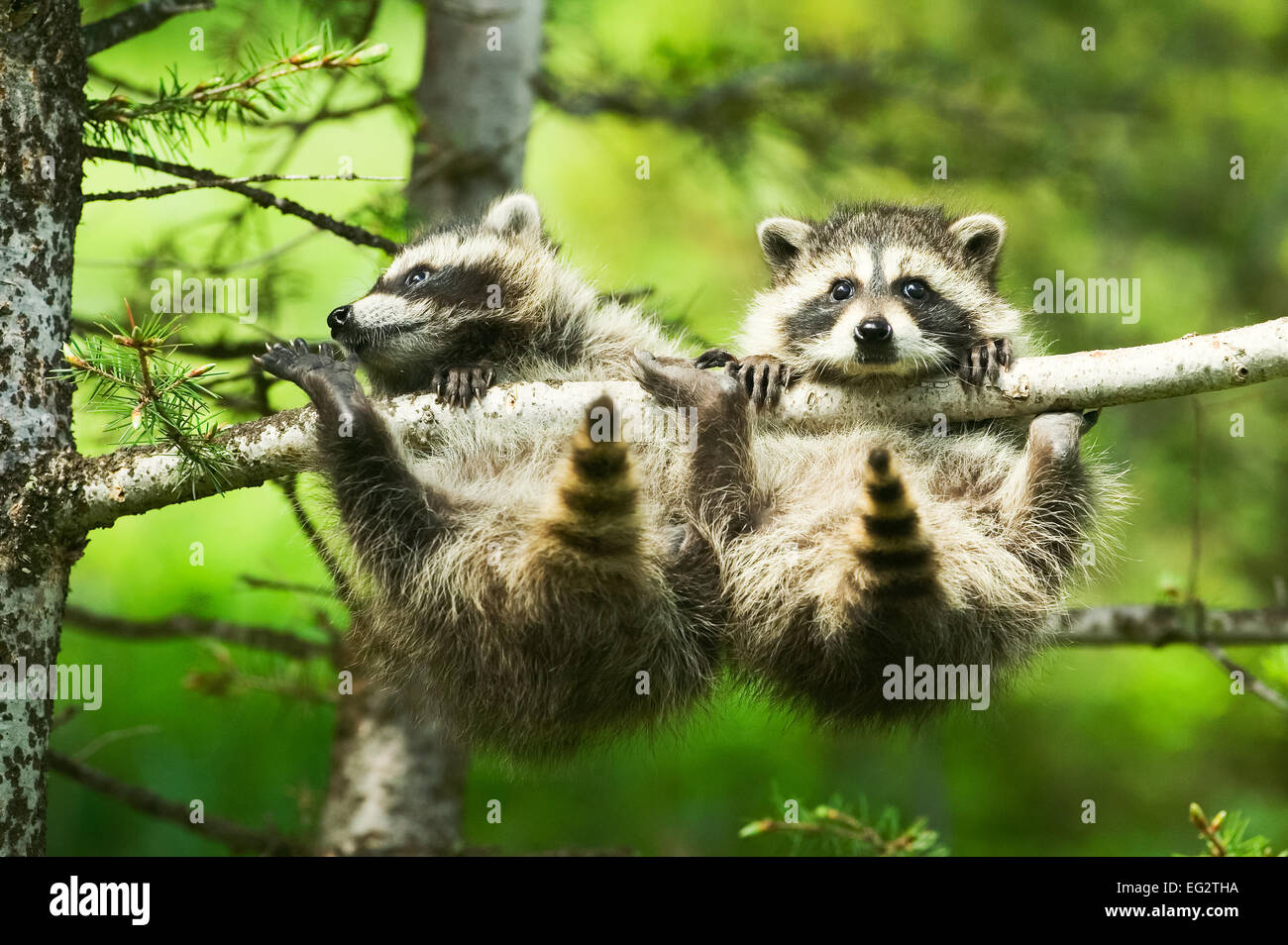 Two baby Common Raccoons (Procyon lotor) precariously grasping a branch ...