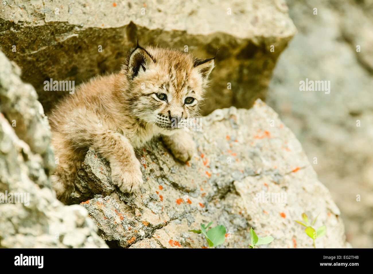 Siberian Lynx Kitten