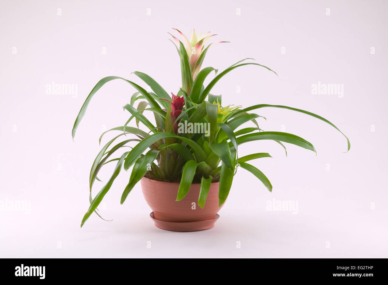 Bromeliad blooming, growing in a pot Stock Photo - Alamy