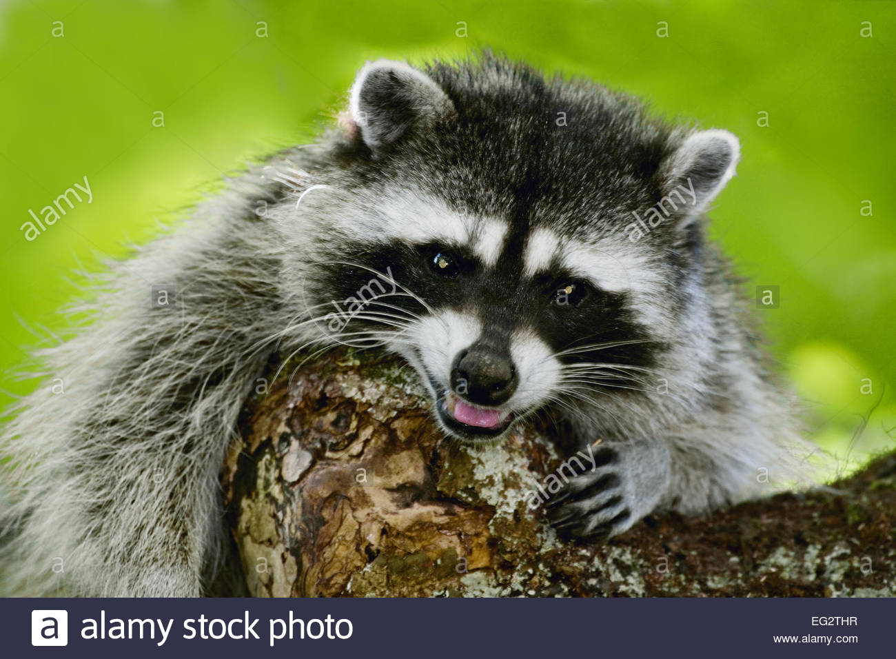 Growled Stock Photos & Growled Stock Images - Alamy