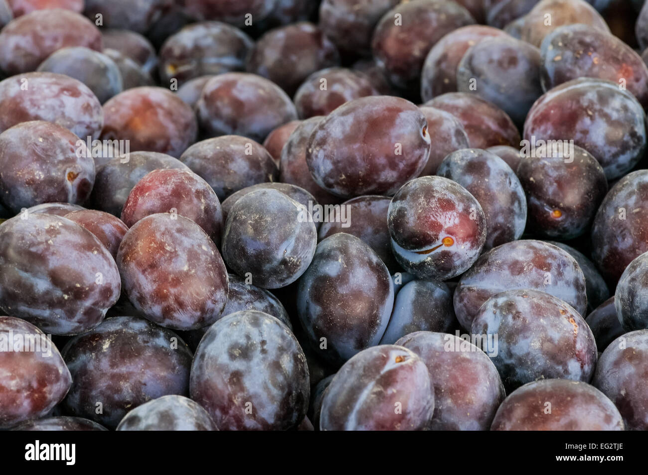 Washington plum prunus domestica hi-res stock photography and images ...