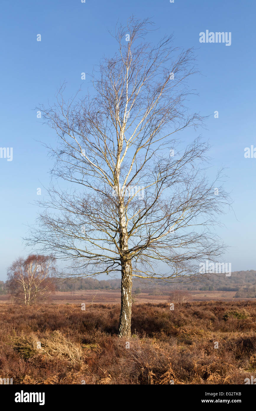 Birch tree in deciduous forest hi-res stock photography and images - Alamy