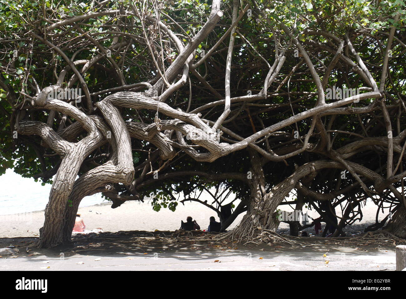 Spindly trees growing on the beach at Etang Sale les bains in La ...