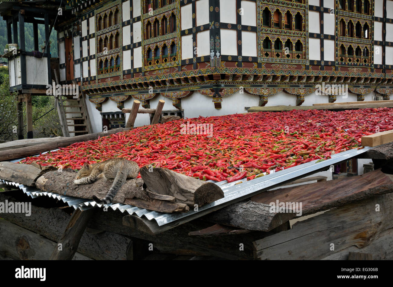 BHUTAN - Cat sleeping next to the red chilies drying the roof of a shed ...