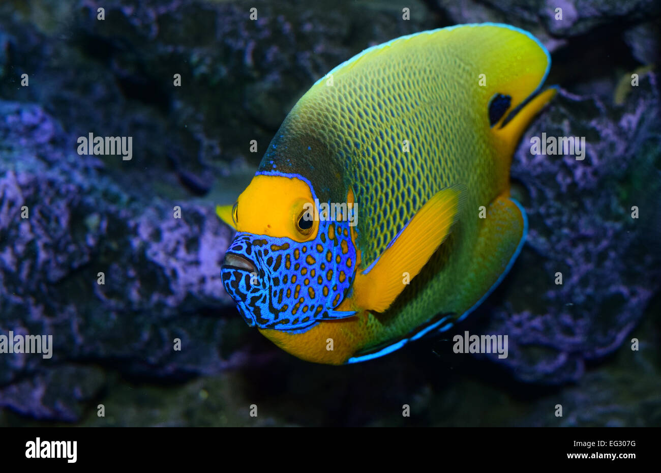 Blue Faced Angelfish Ornamental underwater Aquarium Fish Angel Fish ...