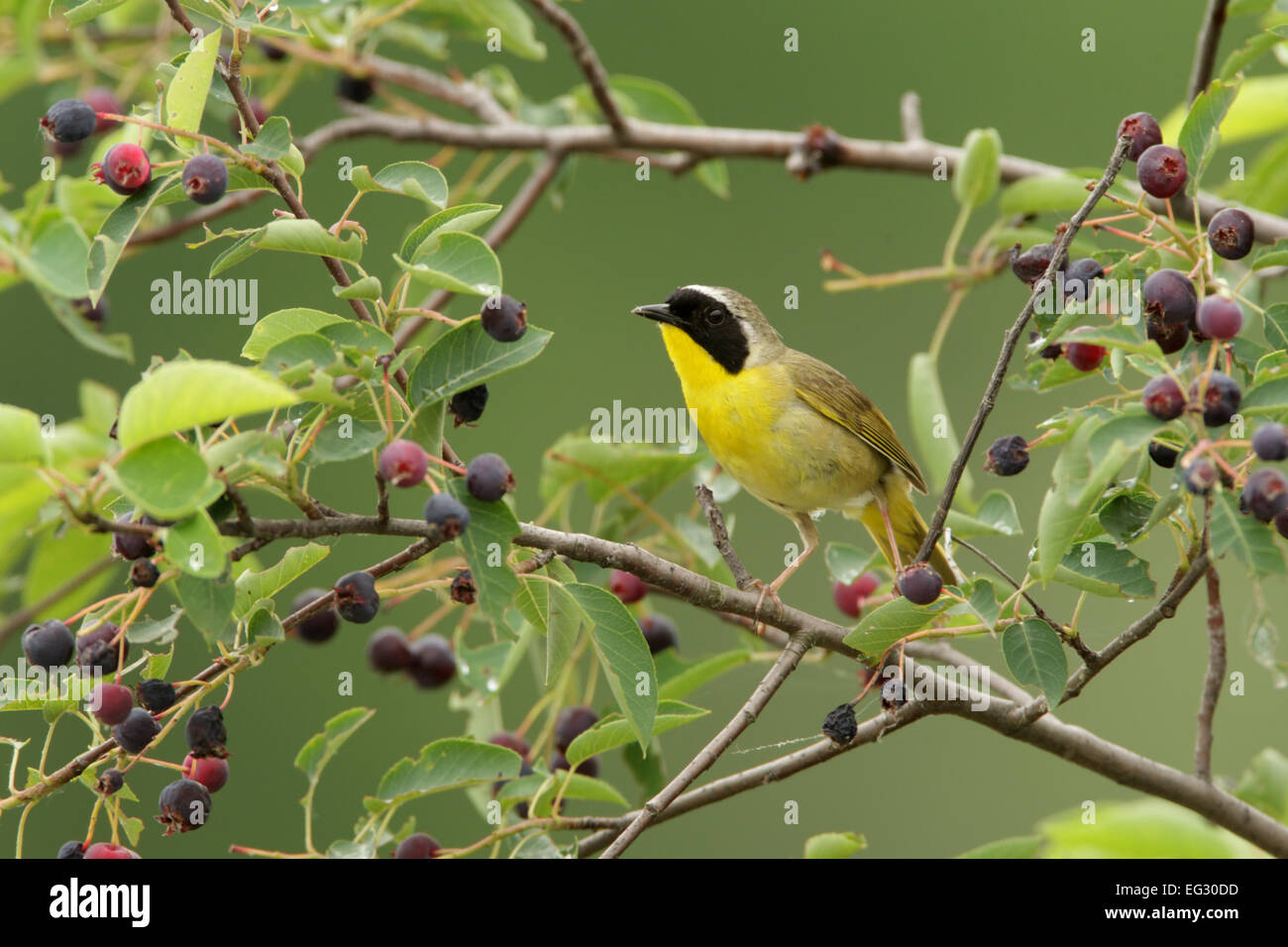 Common yellowthroat in serviceberry hi-res stock photography and images ...