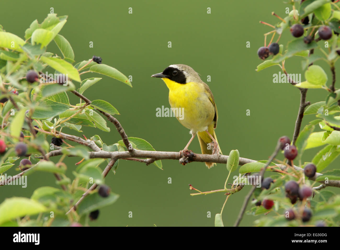Common Yellowthroat perched in Serviceberry Bird Ornithology Science ...
