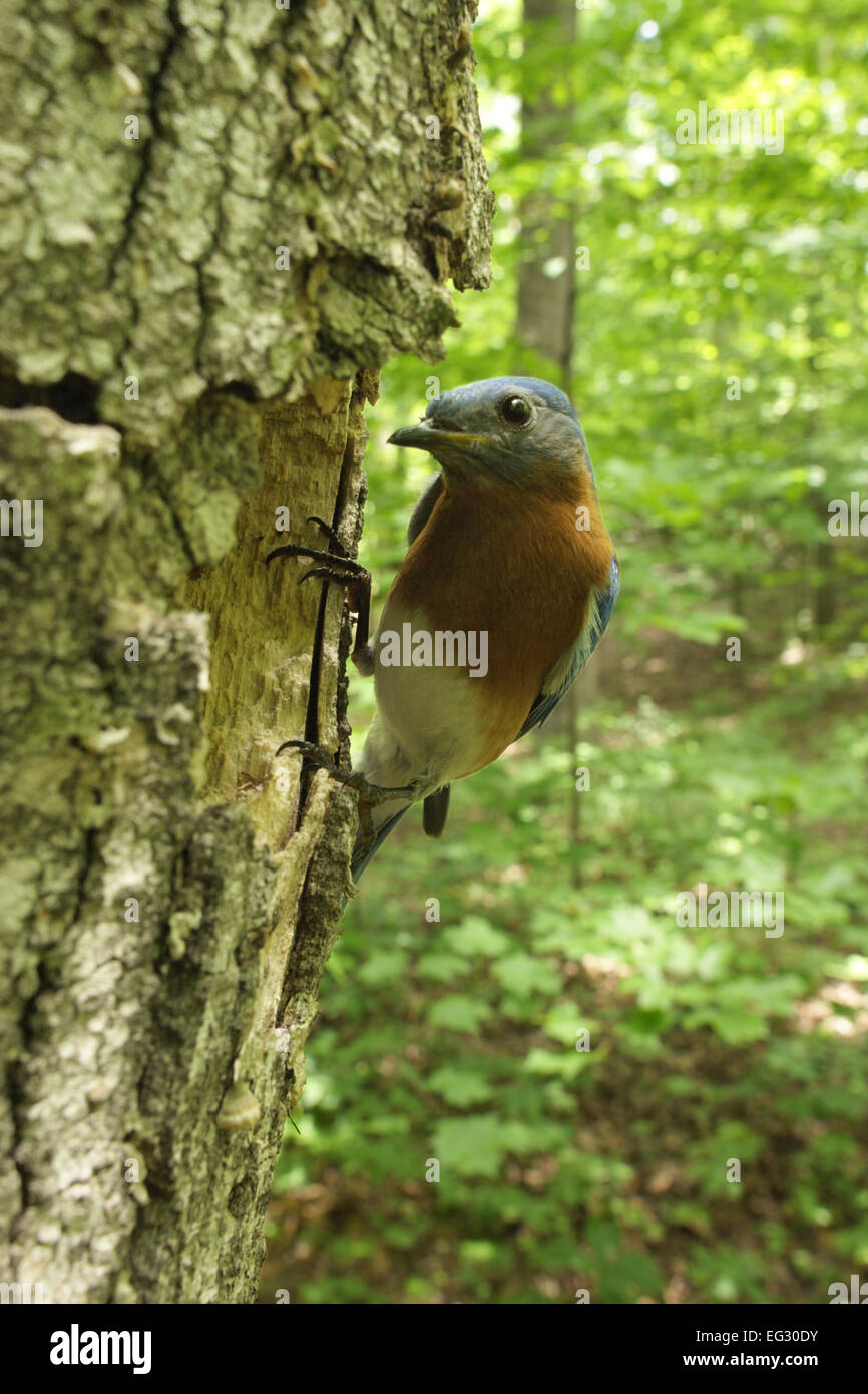 Eastern Bluebird perched at Nest - vertical Bird Ornithology Science ...