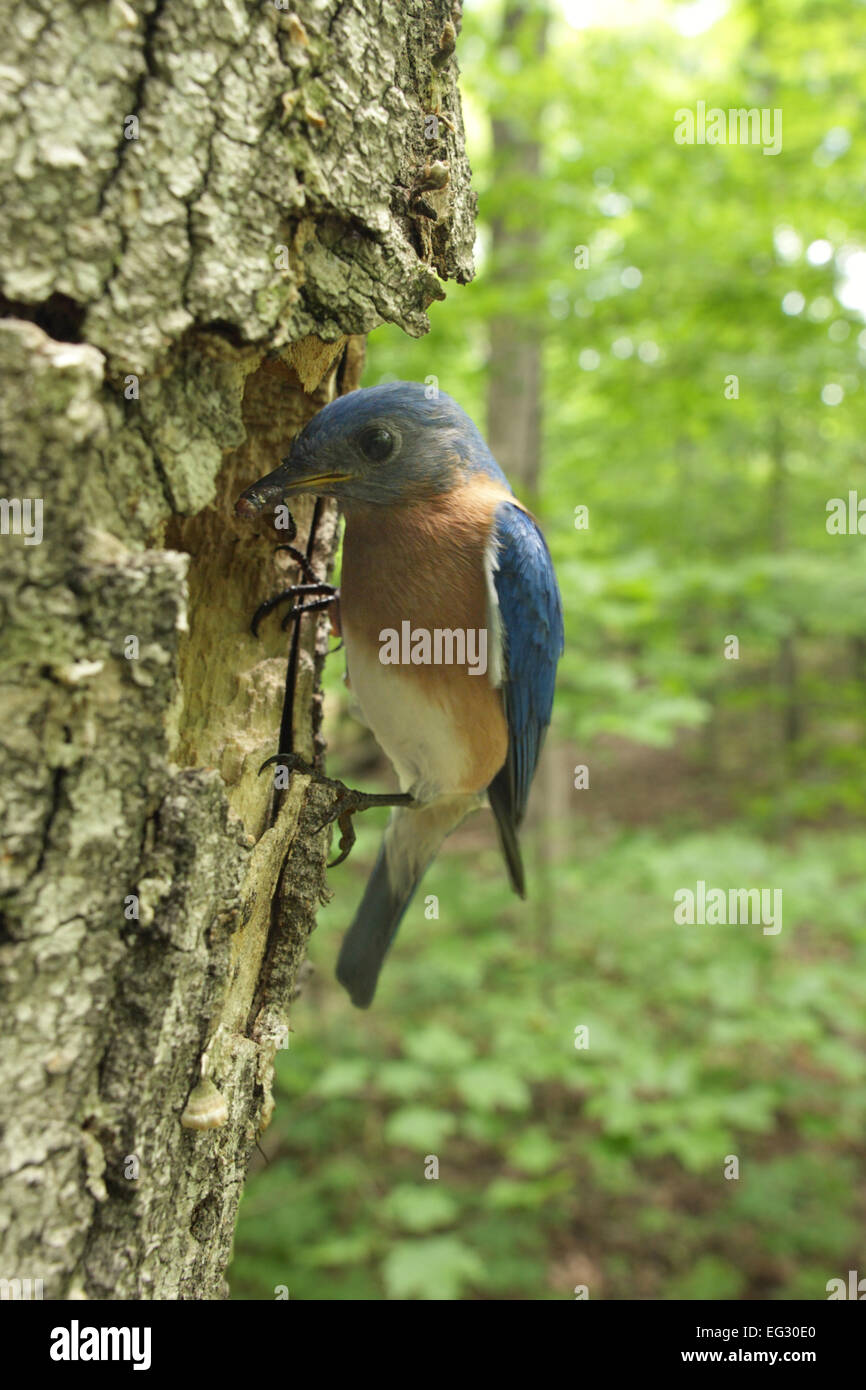 Bluebird Nest High Resolution Stock Photography and Images - Alamy