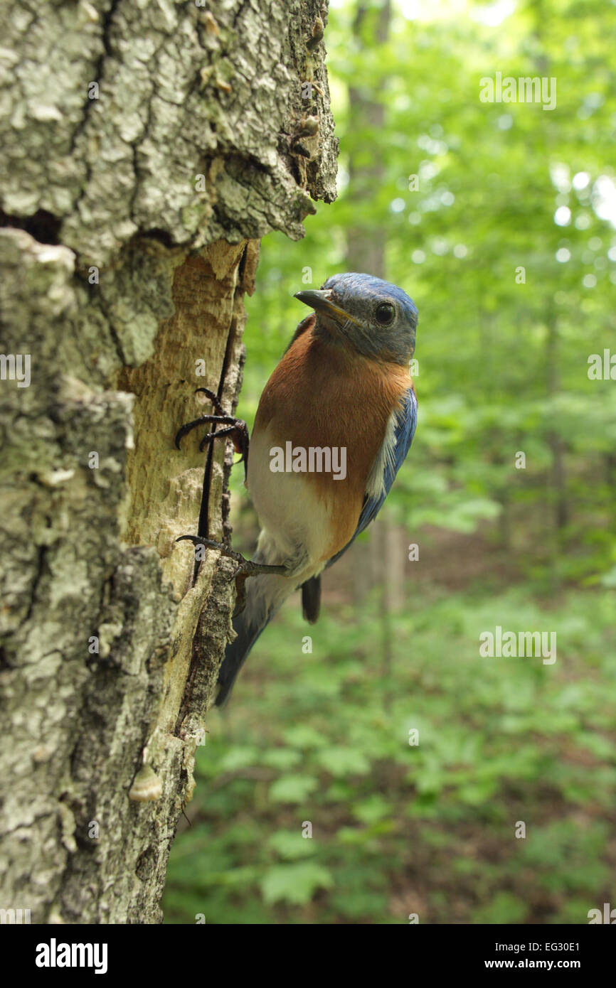 Eastern Bluebird perched at Nest Vertical Bird Ornithology Science ...