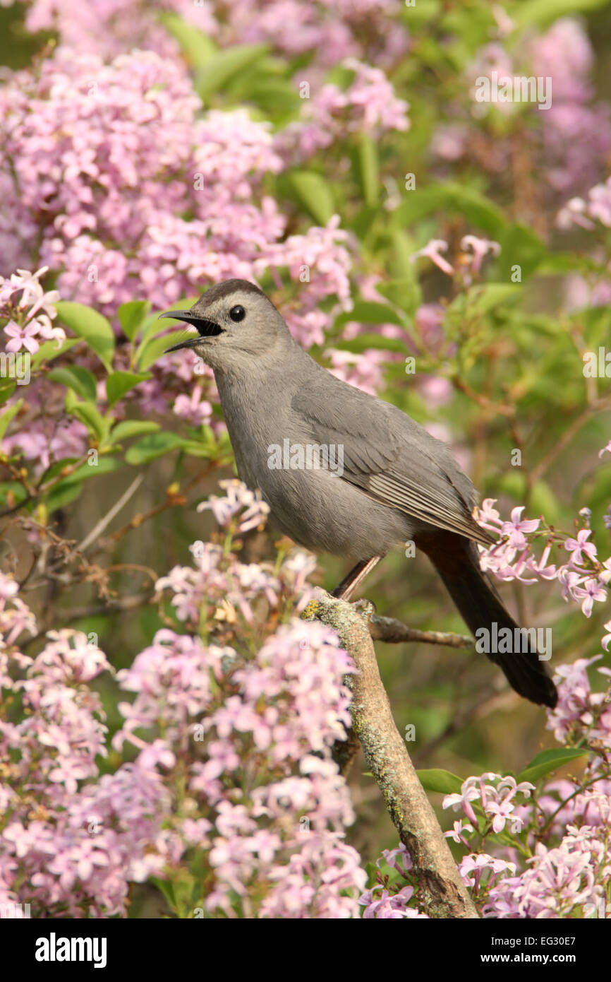 Catbird Environment High Resolution Stock Photography and Images - Alamy
