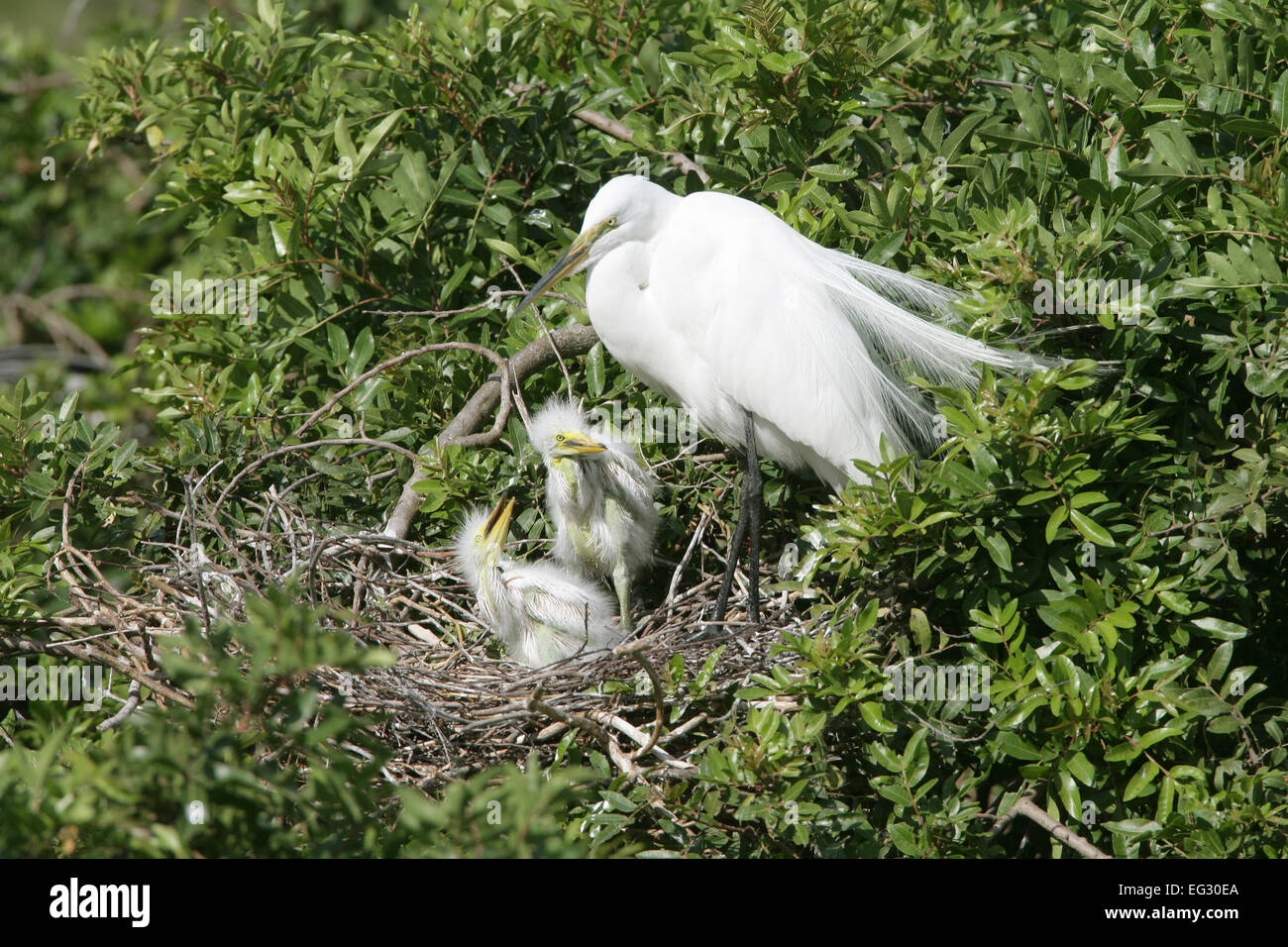 Great Egret Nest Two Nestlings Bird Ornithology Science Nature Wildlife ...