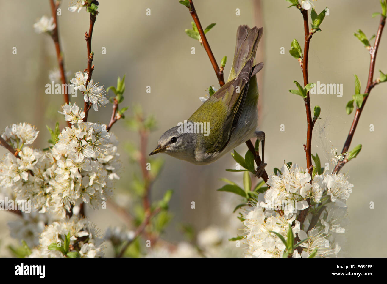 Tennessee warblers in flowers hi-res stock photography and images - Alamy