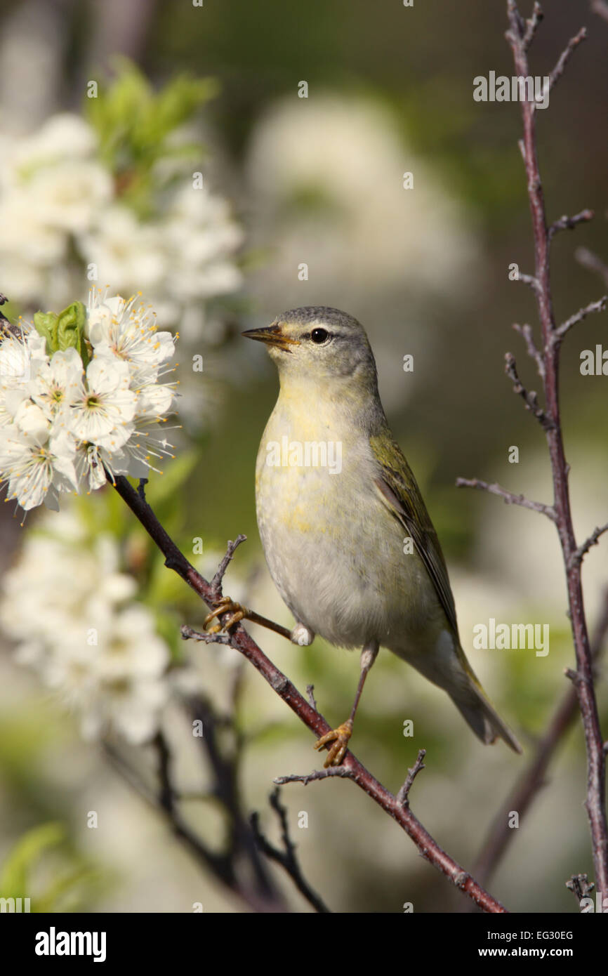 Tennessee Warbler warblers perching in flowering plum tree - vertical ...