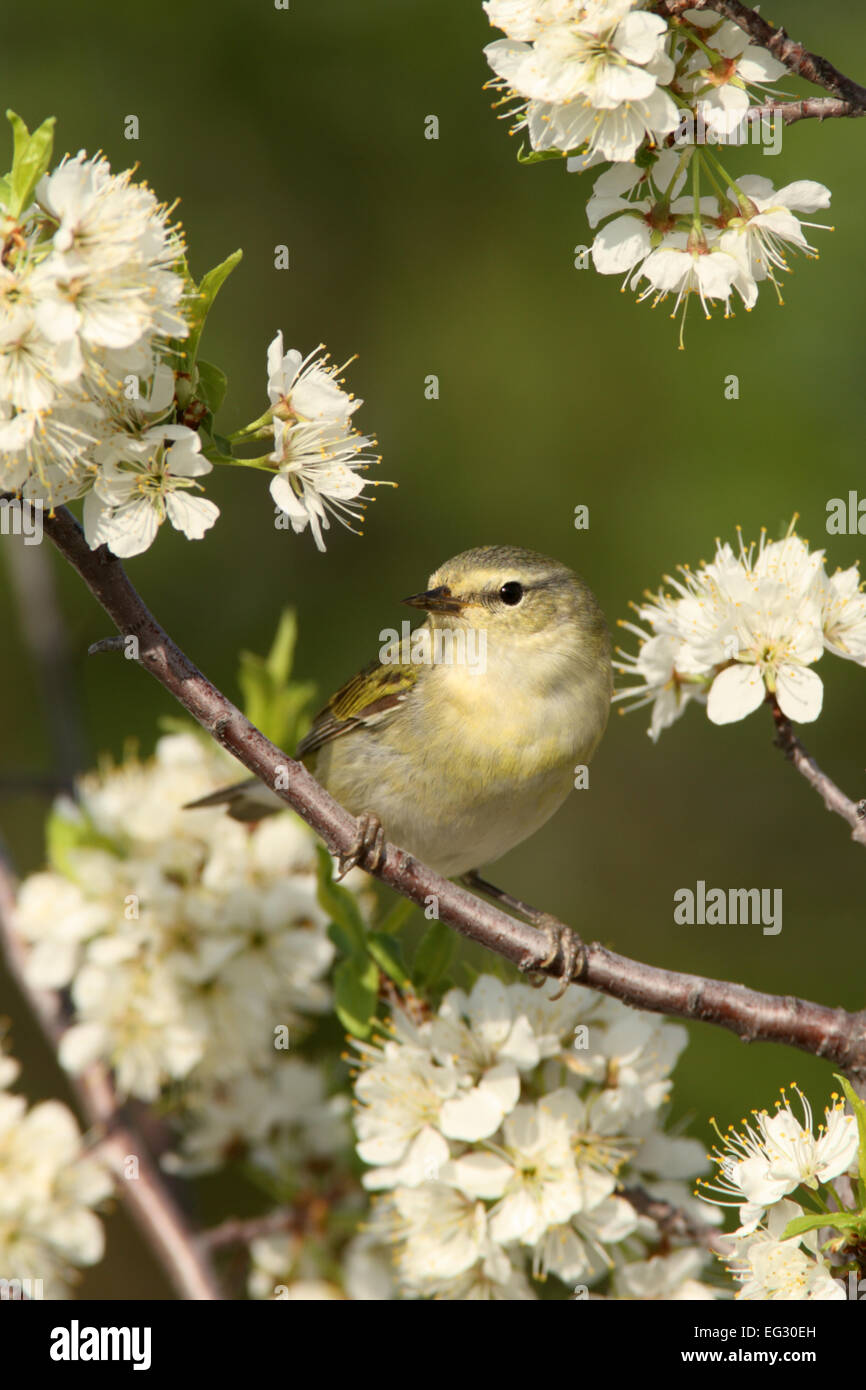 Tennessee Warbler warblers perching in flowering plum tree - vertical ...