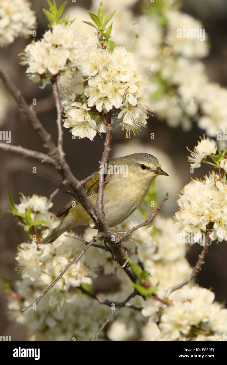 Tennessee Warbler warblers perching in flowering plum tree - vertical ...